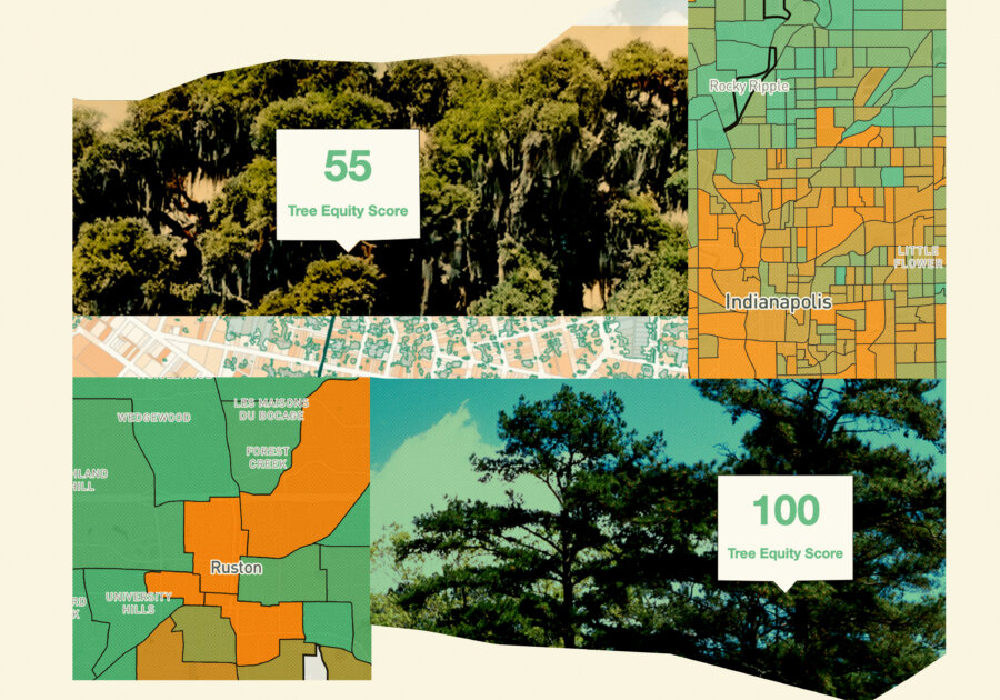 For These Cities, 'Tree Equity' Is Key to Preparing for Extreme Heat